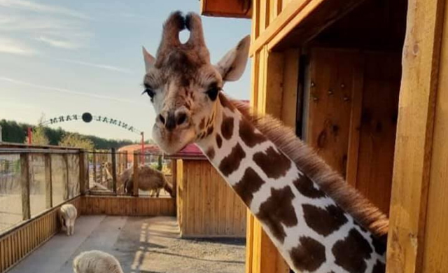 White Post Animal Farm of Melville – White Post Animal Farm of Melville